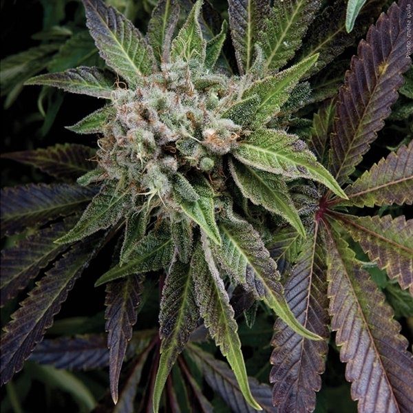 Auto Blue Pyramid x1