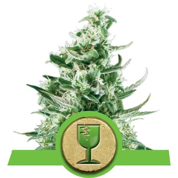 Royal Critical Auto x1